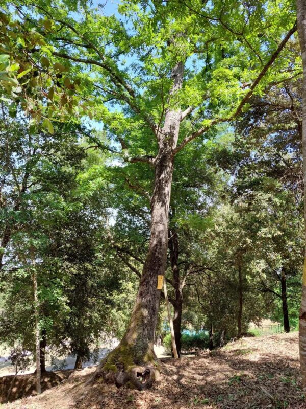 Quercus cerris 143cm – 134U