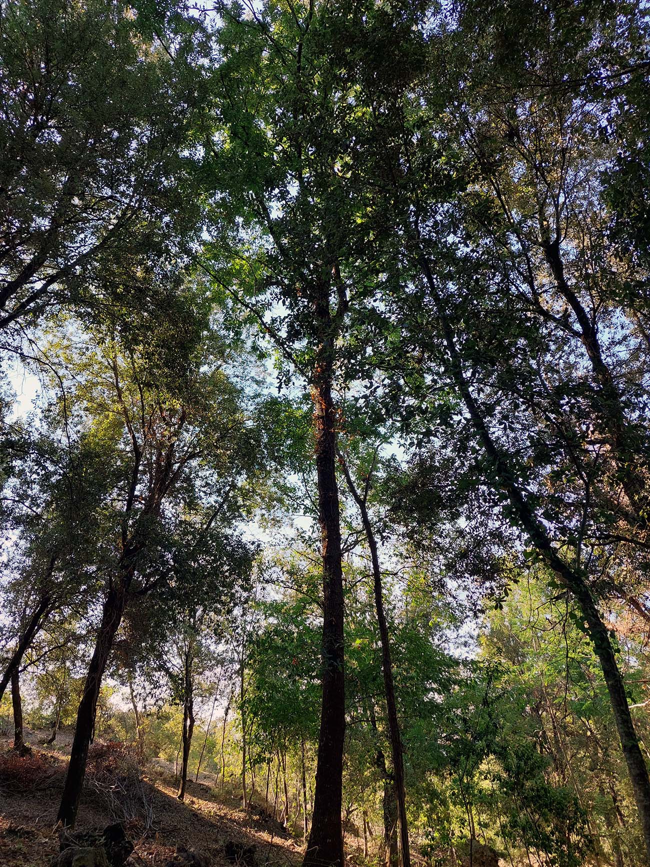 Quercus cerris 126cm – 134U