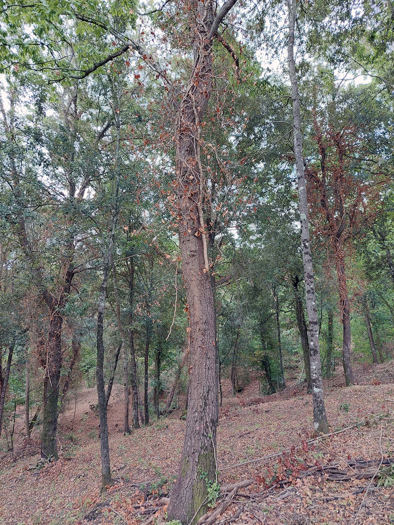 Quercus cerris 114cm – 134U